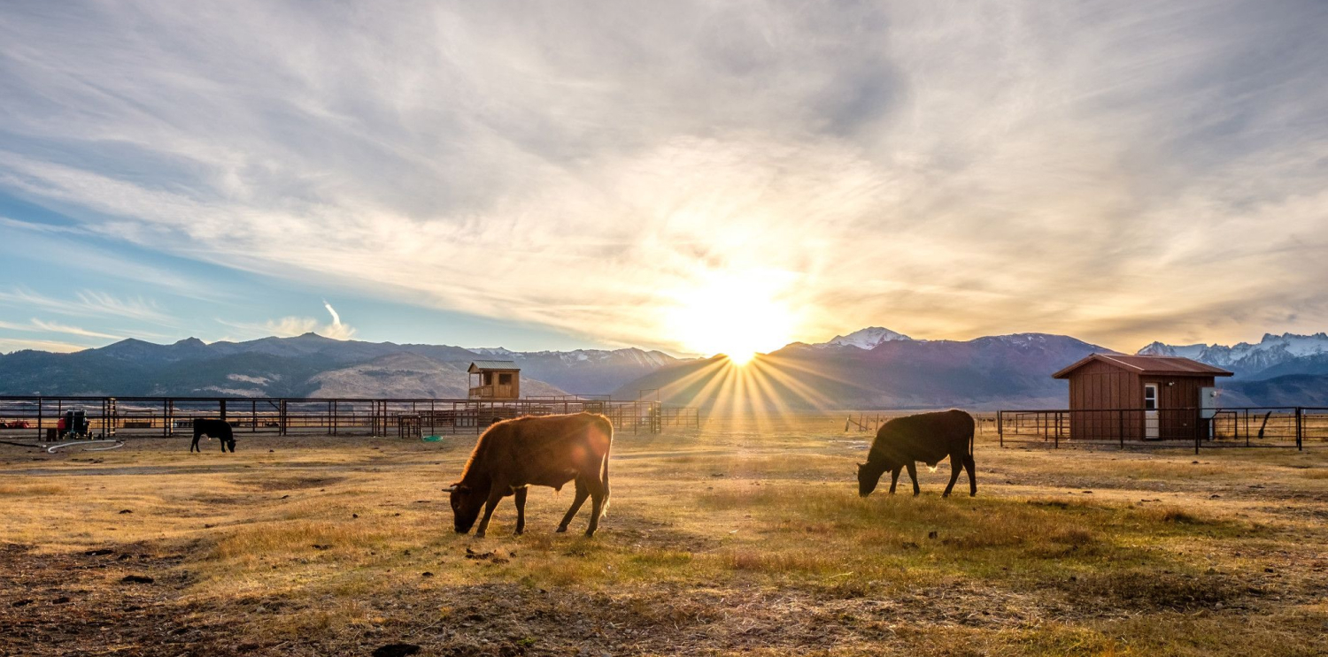 2026 Beef Market Trends
