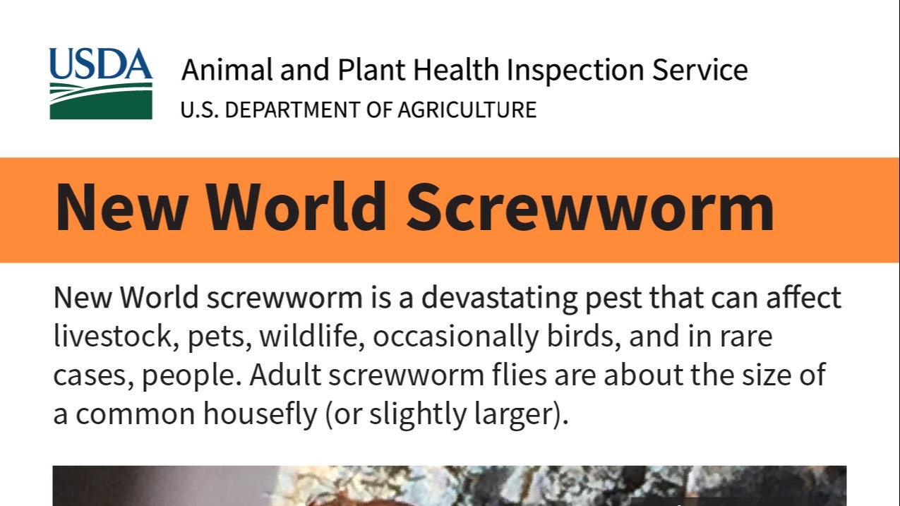 New World Screwworm