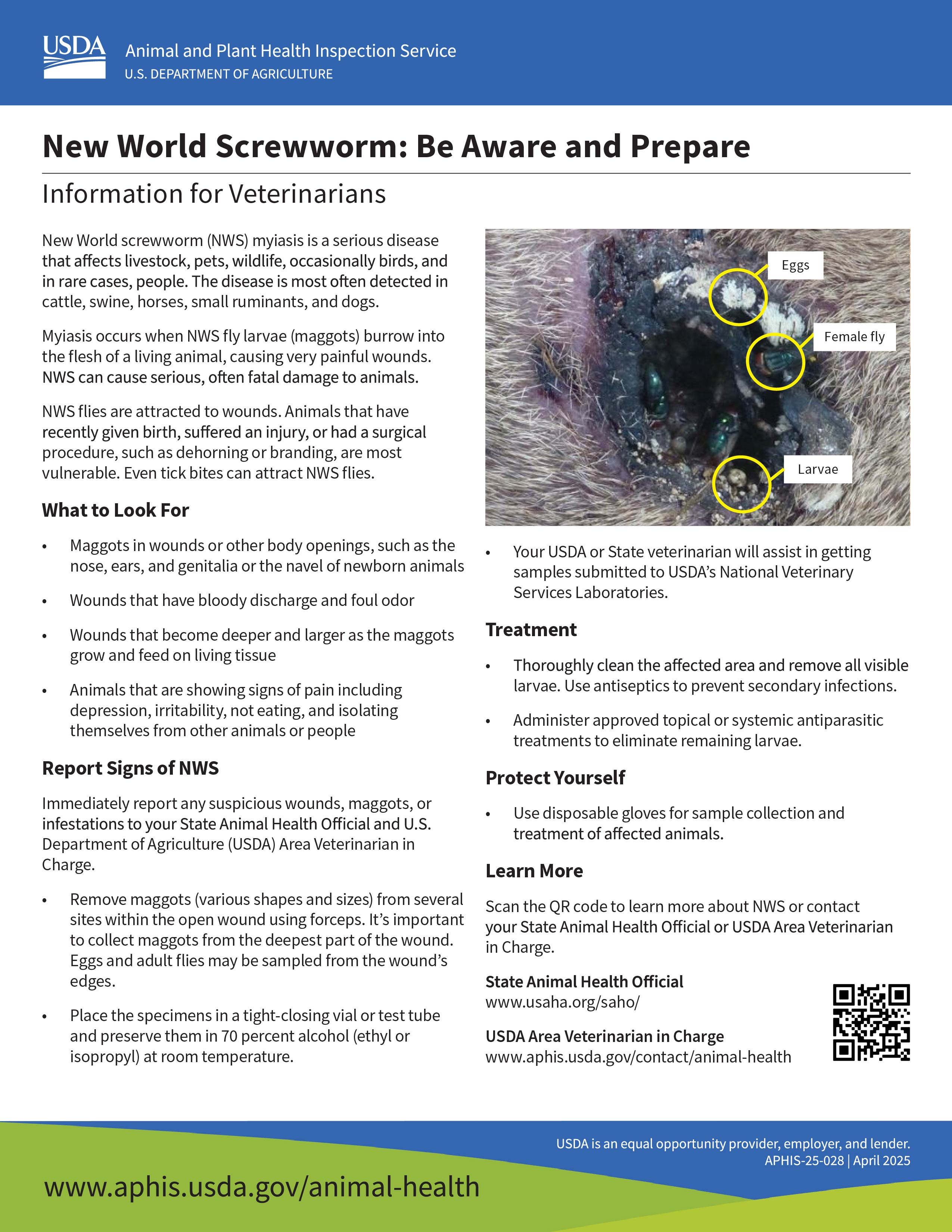 New World Screwworm